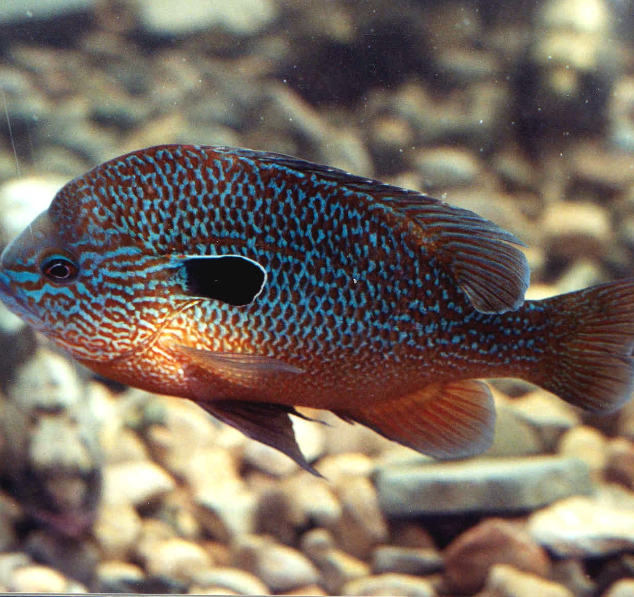 longear sunfish cropped (2) - ORSANCO | ORSANCO